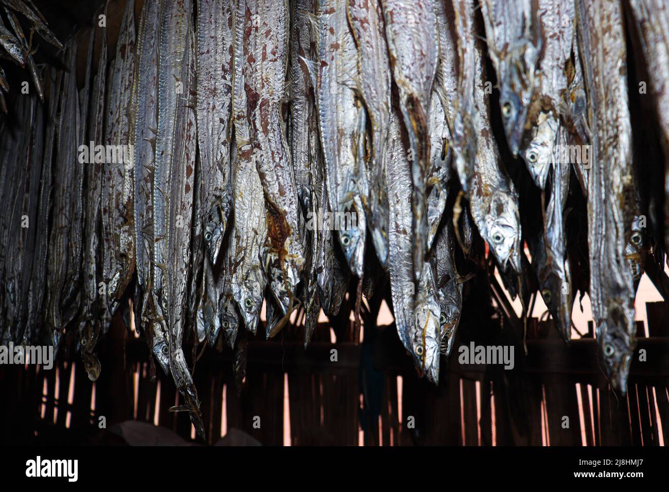 tasty dried and salted fish stock with hanging on farm for harvest and ...