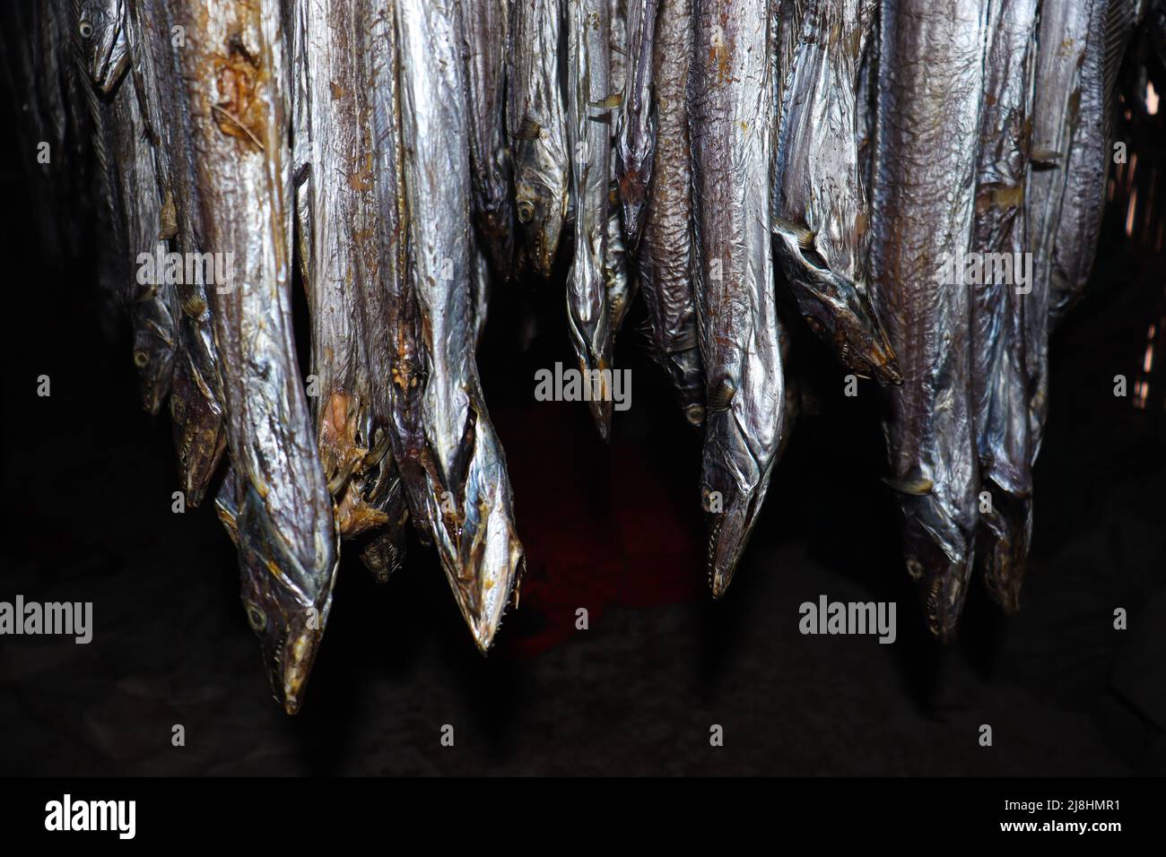 tasty dried and salted fish stock with hanging on farm for harvest and ...