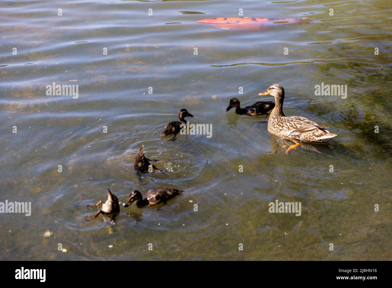 duck family in pond with mother and baby ducks Stock Photo - Alamy