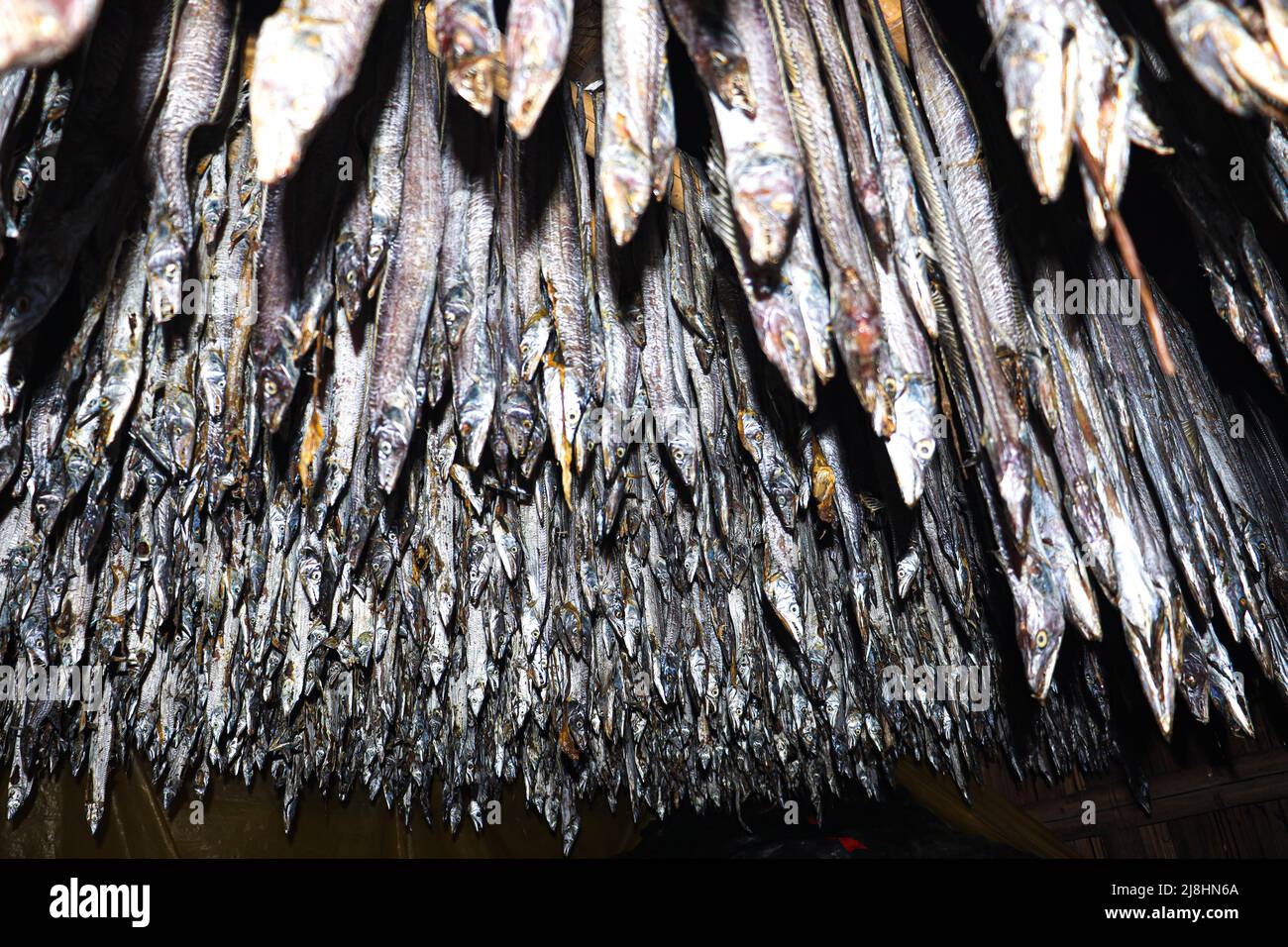 tasty dried and salted fish stock with hanging on farm for harvest and ...