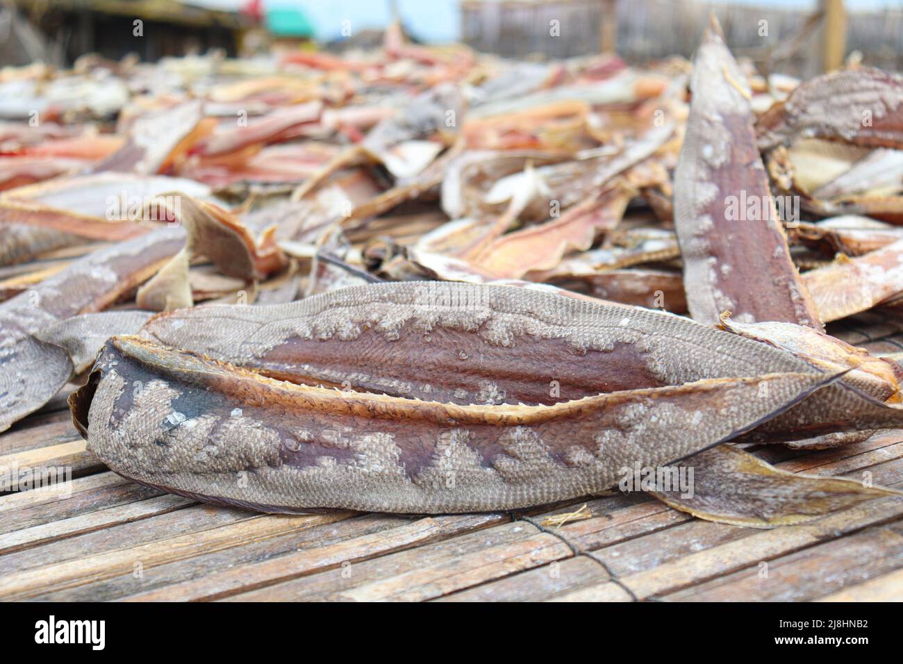 tasty dried and salted fish stock with hanging on farm for harvest and ...