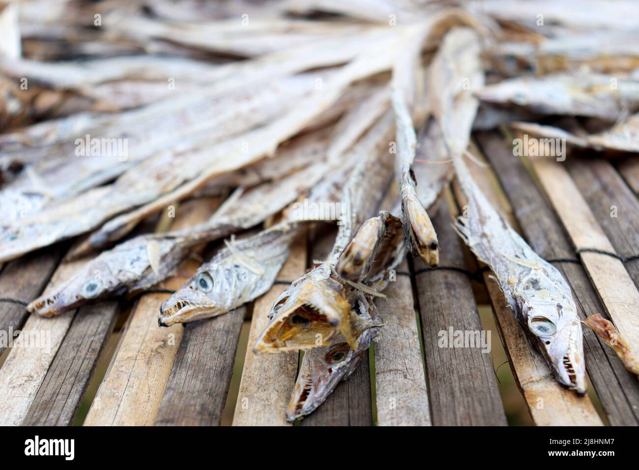 tasty dried and salted fish stock with hanging on farm for harvest and ...