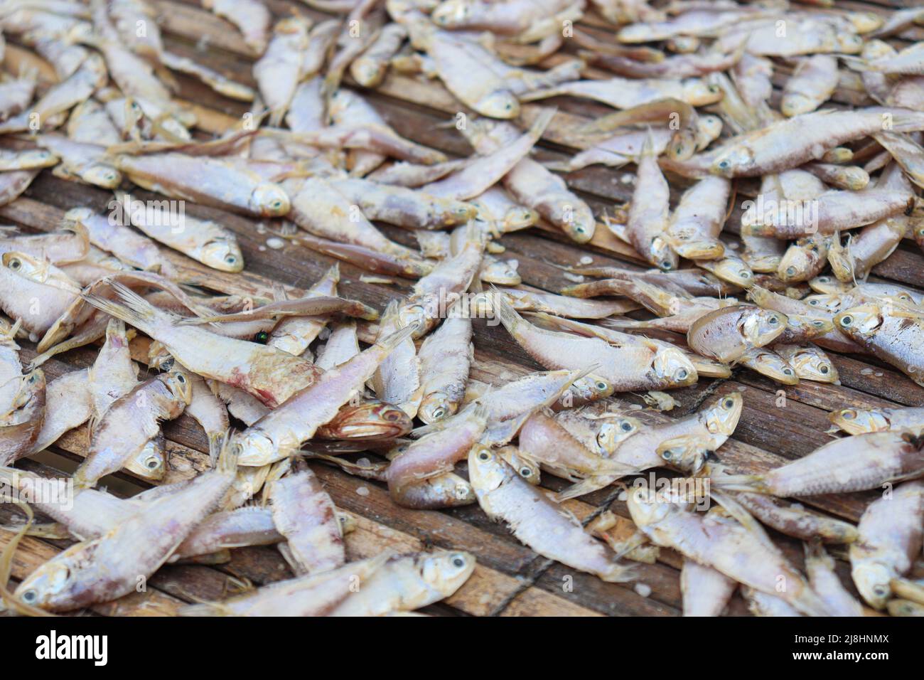 Dried fish project hi-res stock photography and images - Alamy