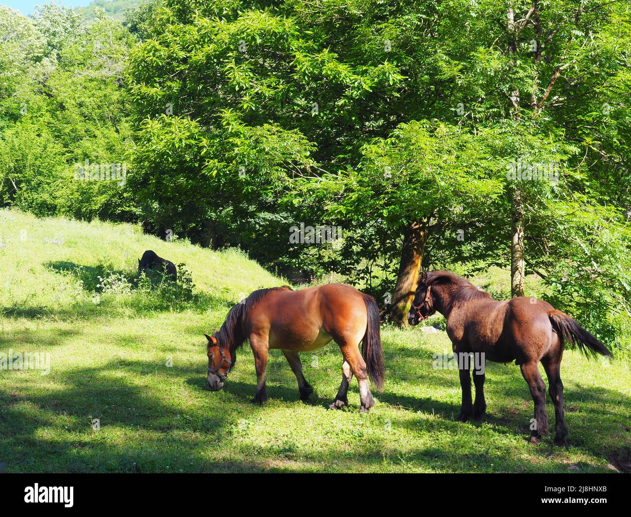 Bear route, Asturian greenway. Spain Stock Photo - Alamy