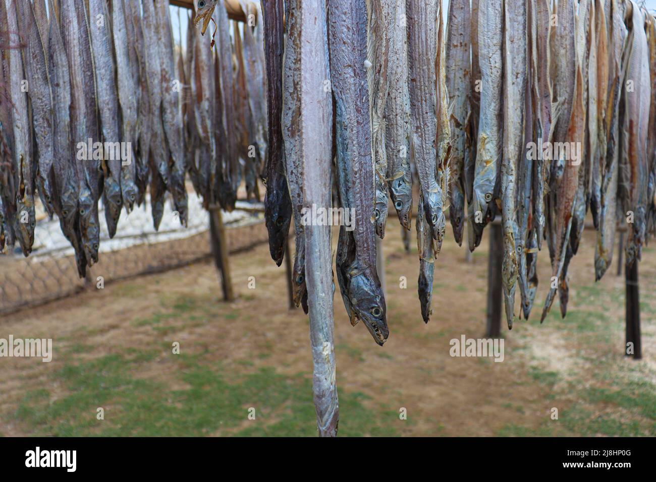 tasty dried and salted fish stock with hanging on farm for harvest and ...