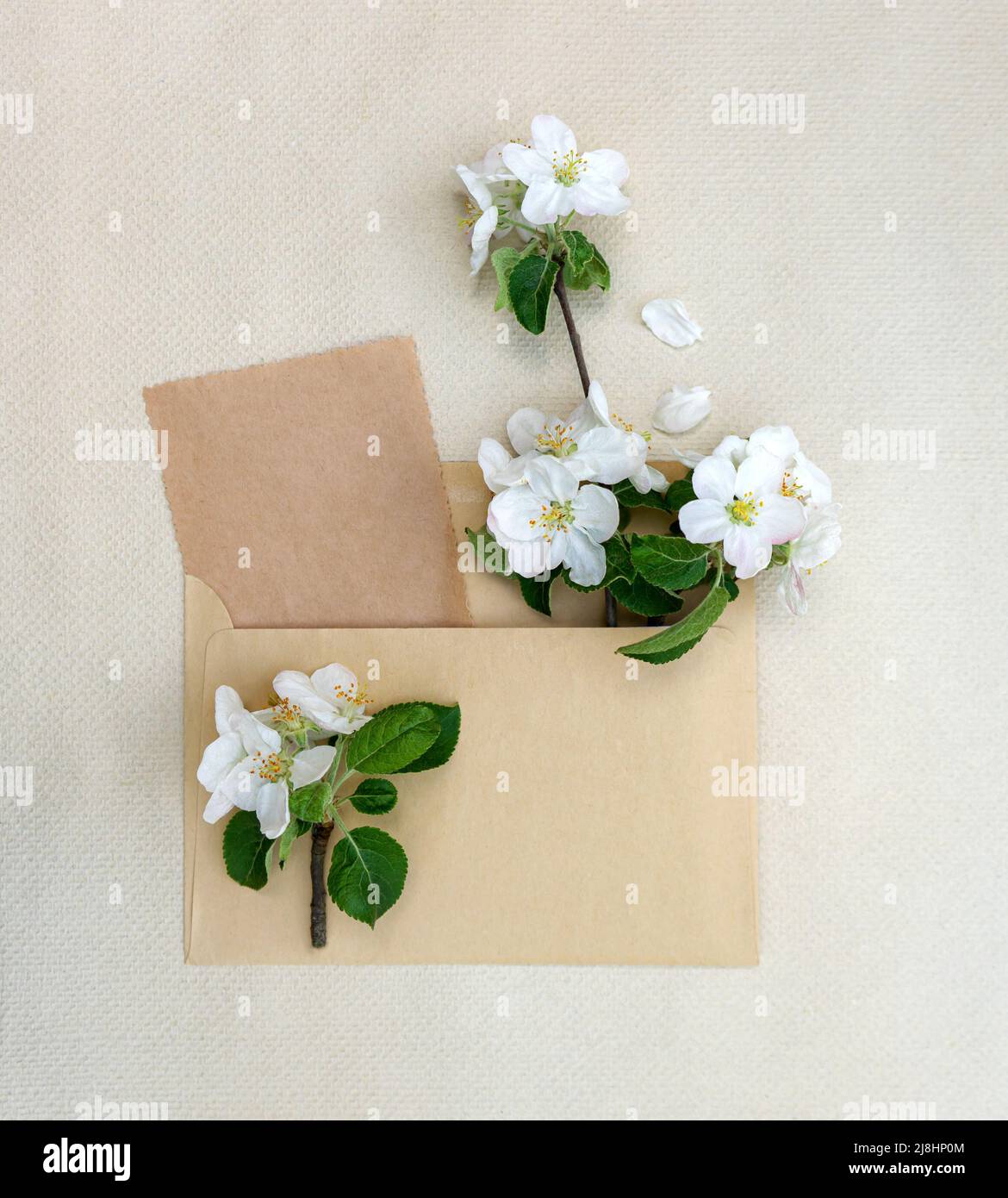 Floral card with sprigs of a blossoming apple tree in an envelope with ...