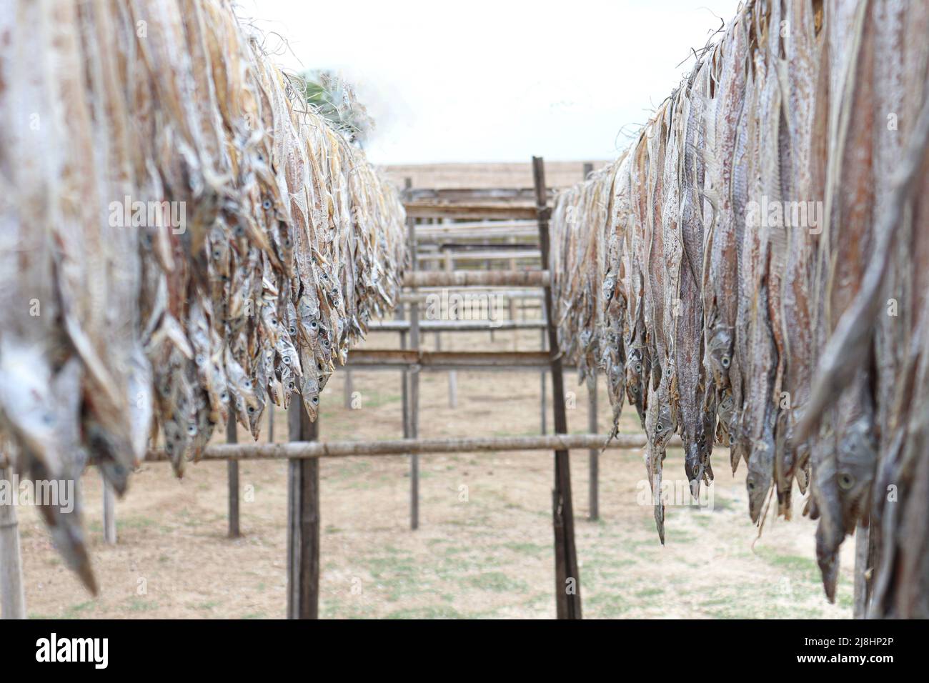tasty dried and salted fish stock with hanging on farm for harvest and ...