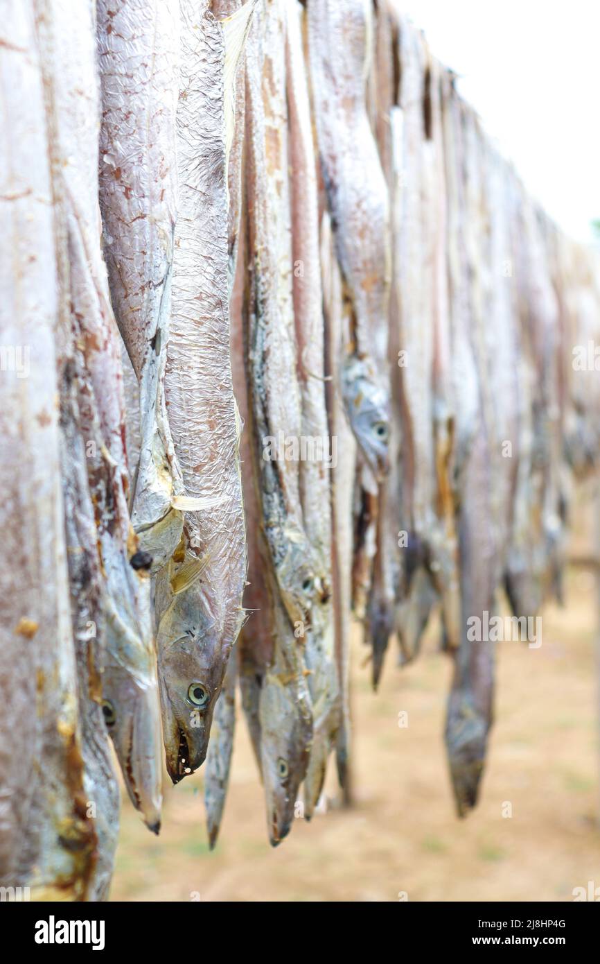 tasty dried and salted fish stock with hanging on farm for harvest and ...