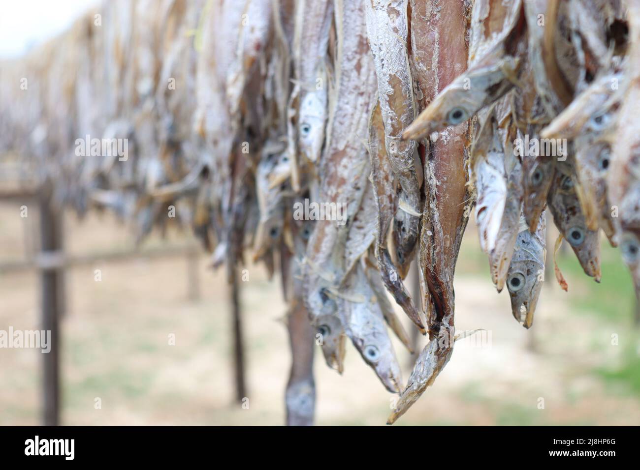 tasty dried and salted fish stock with hanging on farm for harvest and ...