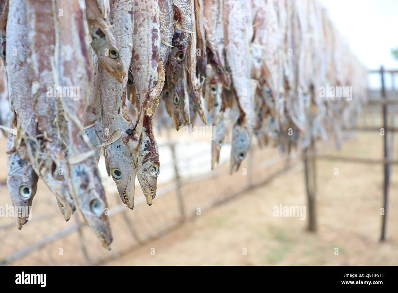 Dried fish project hi-res stock photography and images - Alamy