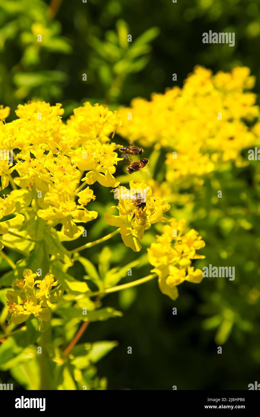 Hoverfly on Euphorbia palustris 'marsh spurge' growing in the Cottage ...