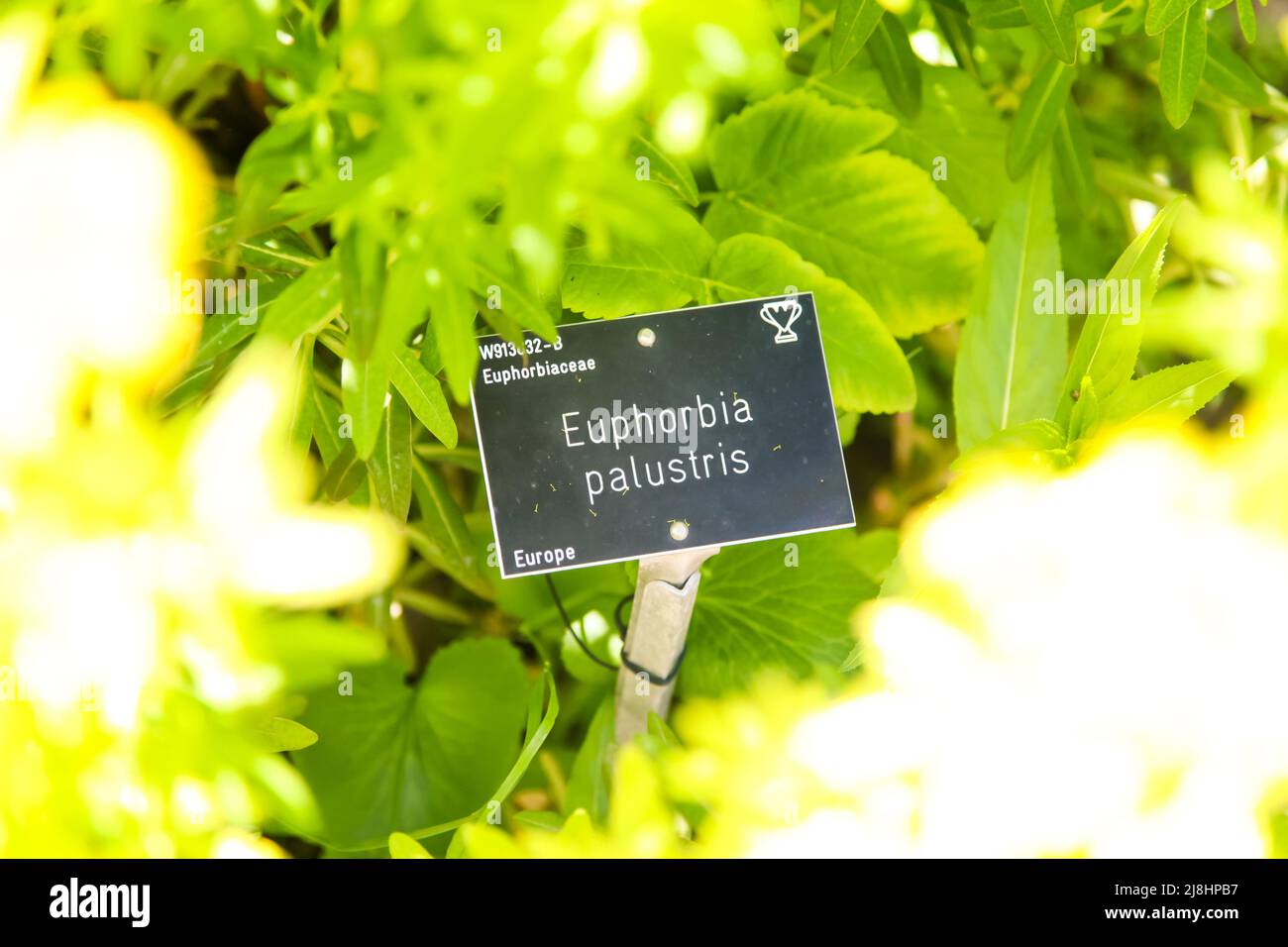 Euphorbia palustris 'marsh spurge' growing in the Cottage Garden at RHS ...