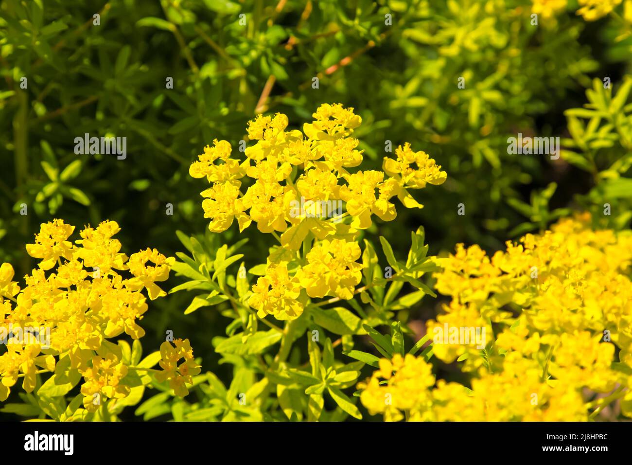Euphorbia palustris 'marsh spurge' growing in the Cottage Garden at RHS ...
