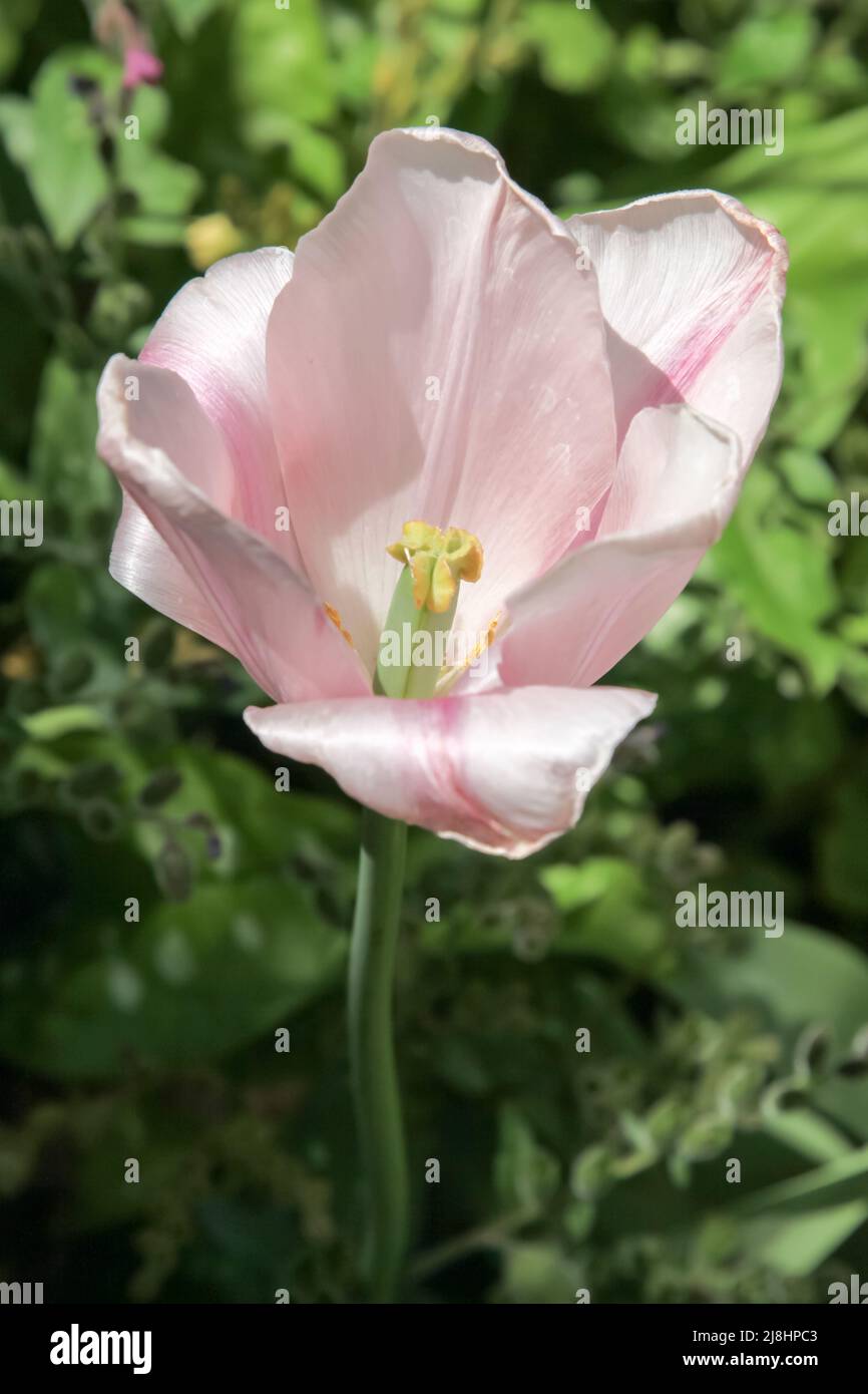 White tulip at RHS Garden Wisley, Surrey, England, UK, 2022 daytime ...