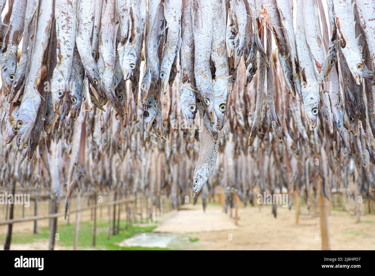 tasty dried and salted fish stock with hanging on farm for harvest and ...