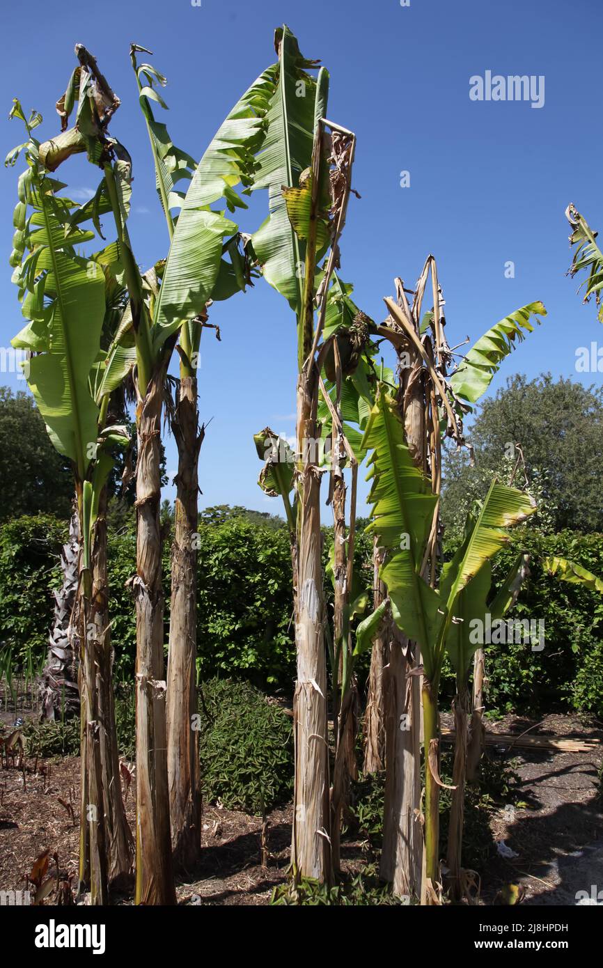 Musa basjoo tree, Japanese banana plant in Exotic Garden at RHS Garden ...