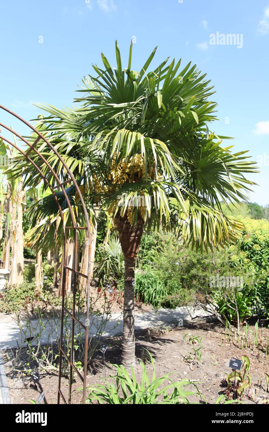 Trachycarpus fortunei, Chinese windmill palm 'Chusan palm' in Exotic ...