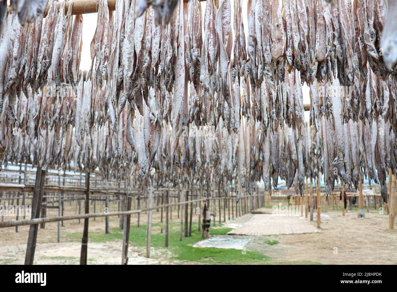 tasty dried and salted fish stock with hanging on farm for harvest and ...