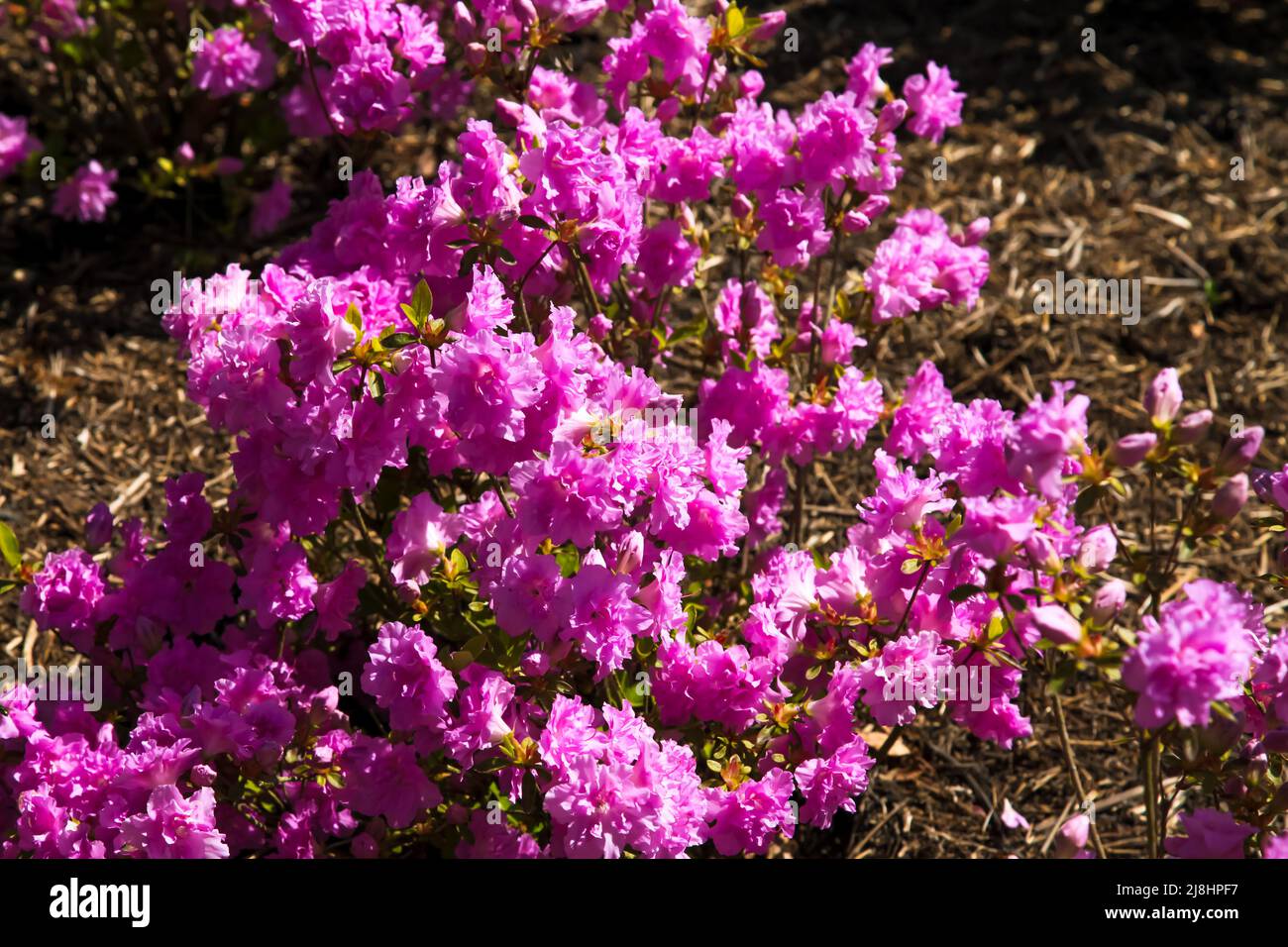 Rhododendron 'Elsie Lee' Japanese Azalea at RHS Garden Wisley, Surrey ...