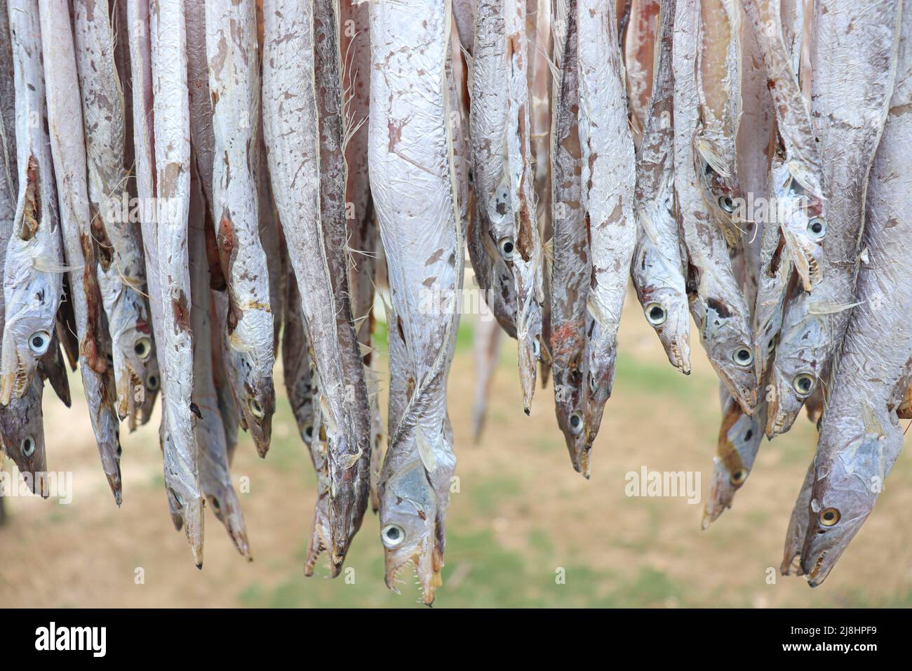 tasty dried and salted fish stock with hanging on farm for harvest and ...