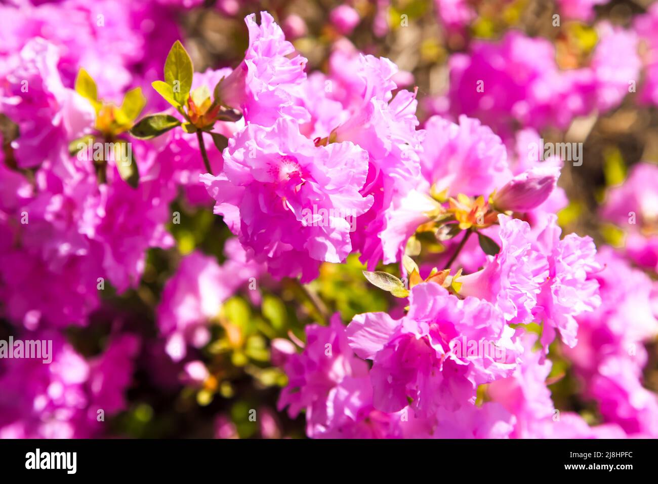 Rhododendron 'Elsie Lee' Japanese Azalea at RHS Garden Wisley, Surrey ...