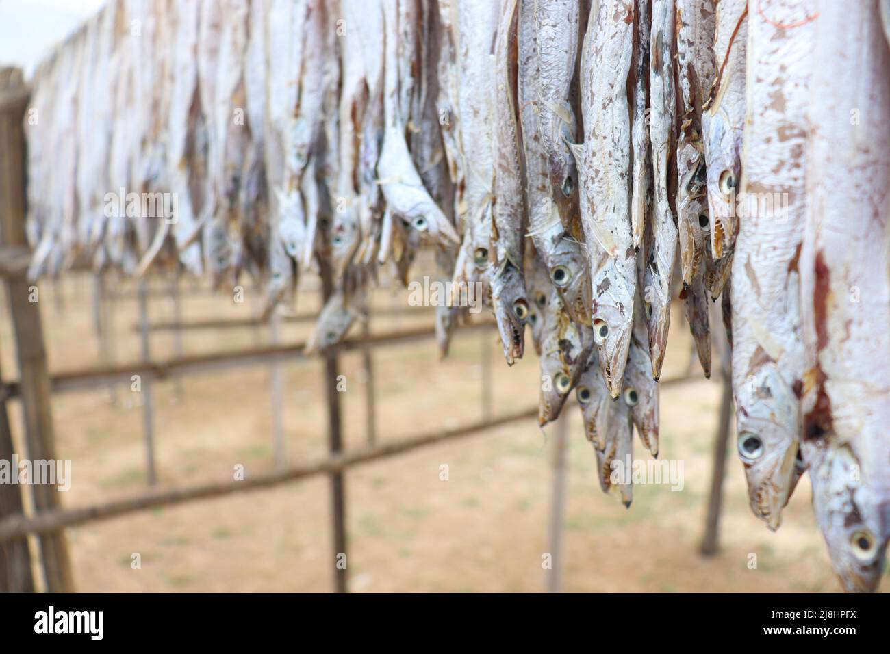 tasty dried and salted fish stock with hanging on farm for harvest and ...