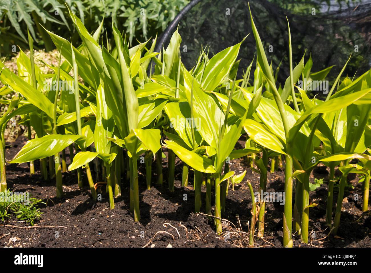 Zingiber mioga, Japanese ginger Crûg's Zing growing at RHS Garden Wisley, Surrey, England, UK ...