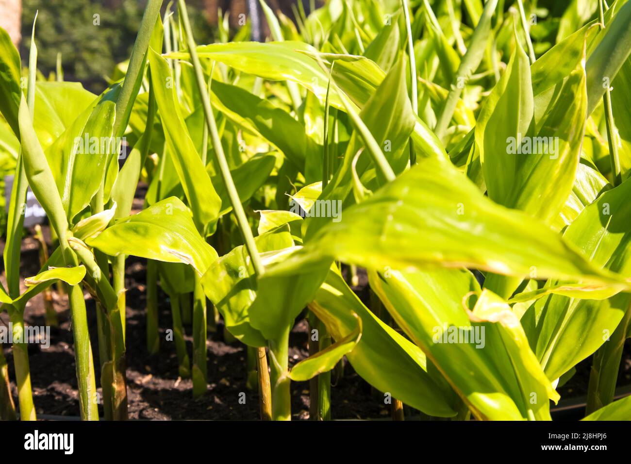 Zingiber mioga, Japanese ginger Crûg's Zing growing at RHS Garden ...