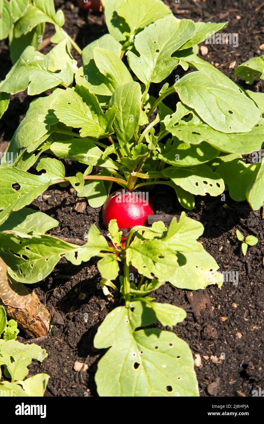 Radish 'Sicily Giant' radishes growing in World Food Garden at RHS ...