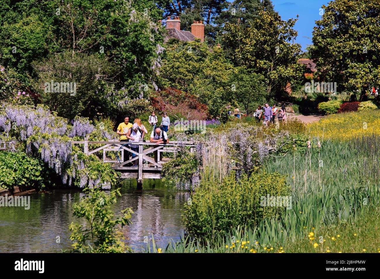 Blossoming Wisteria covered bridge at RHS Garden Wisley, Surrey ...