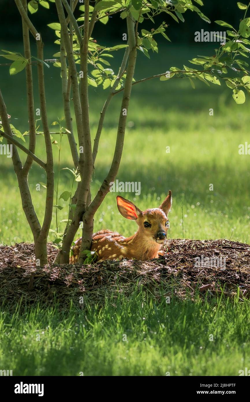 Bedded fawn hi-res stock photography and images - Alamy