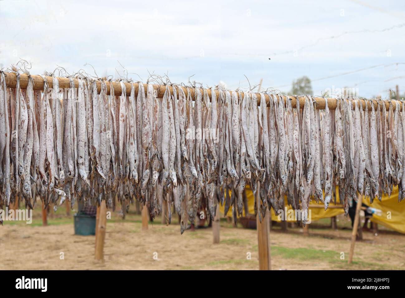 tasty dried and salted fish stock with hanging on farm for harvest and ...