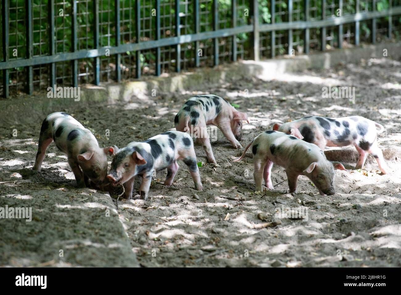 Bremen, Germany. 16th May, 2022. Piglets playing in the sun in the ...
