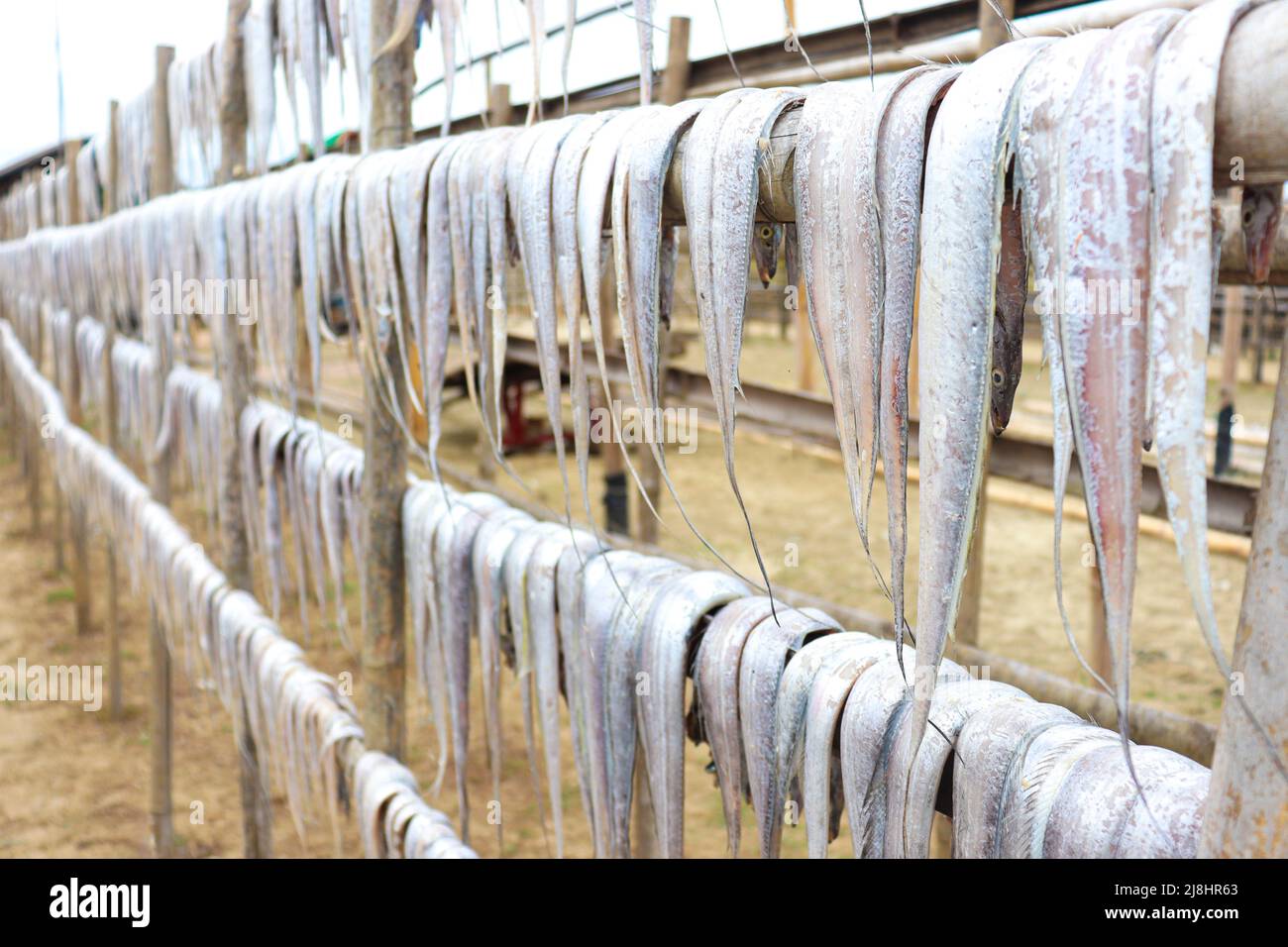 tasty dried and salted fish stock with hanging on farm for harvest and ...