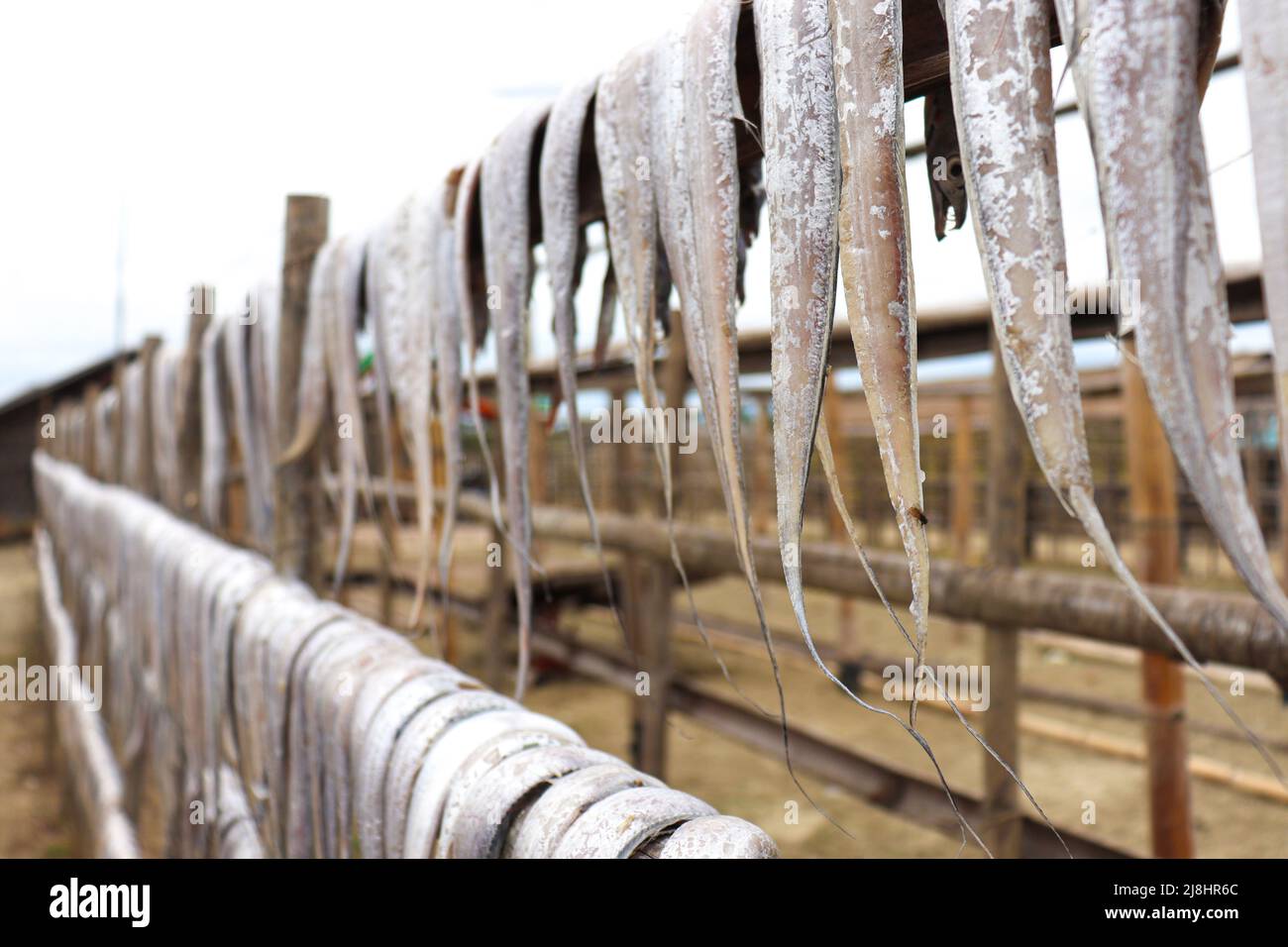 tasty dried and salted fish stock with hanging on farm for harvest and ...