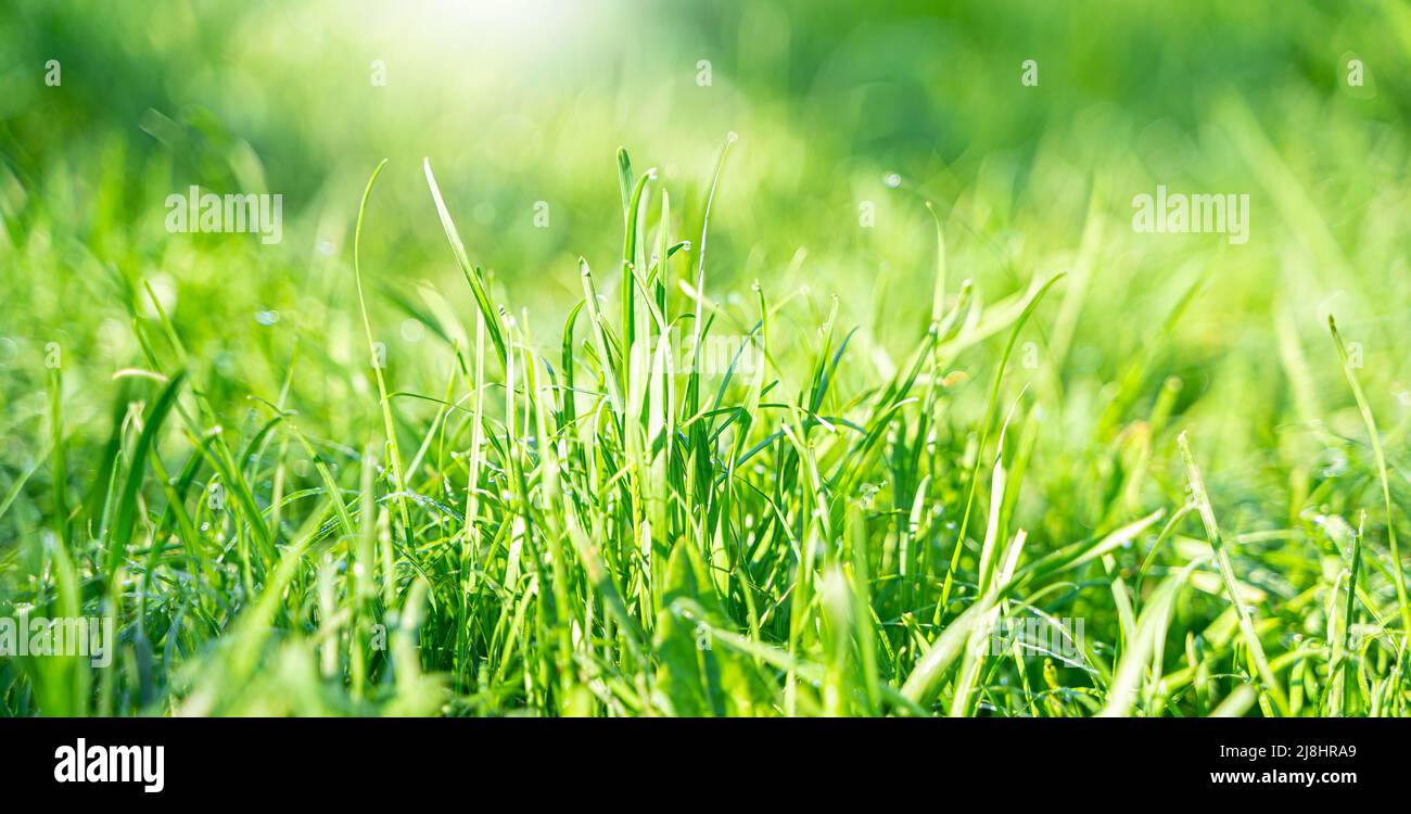 Grass texture horizontal hi-res stock photography and images - Alamy
