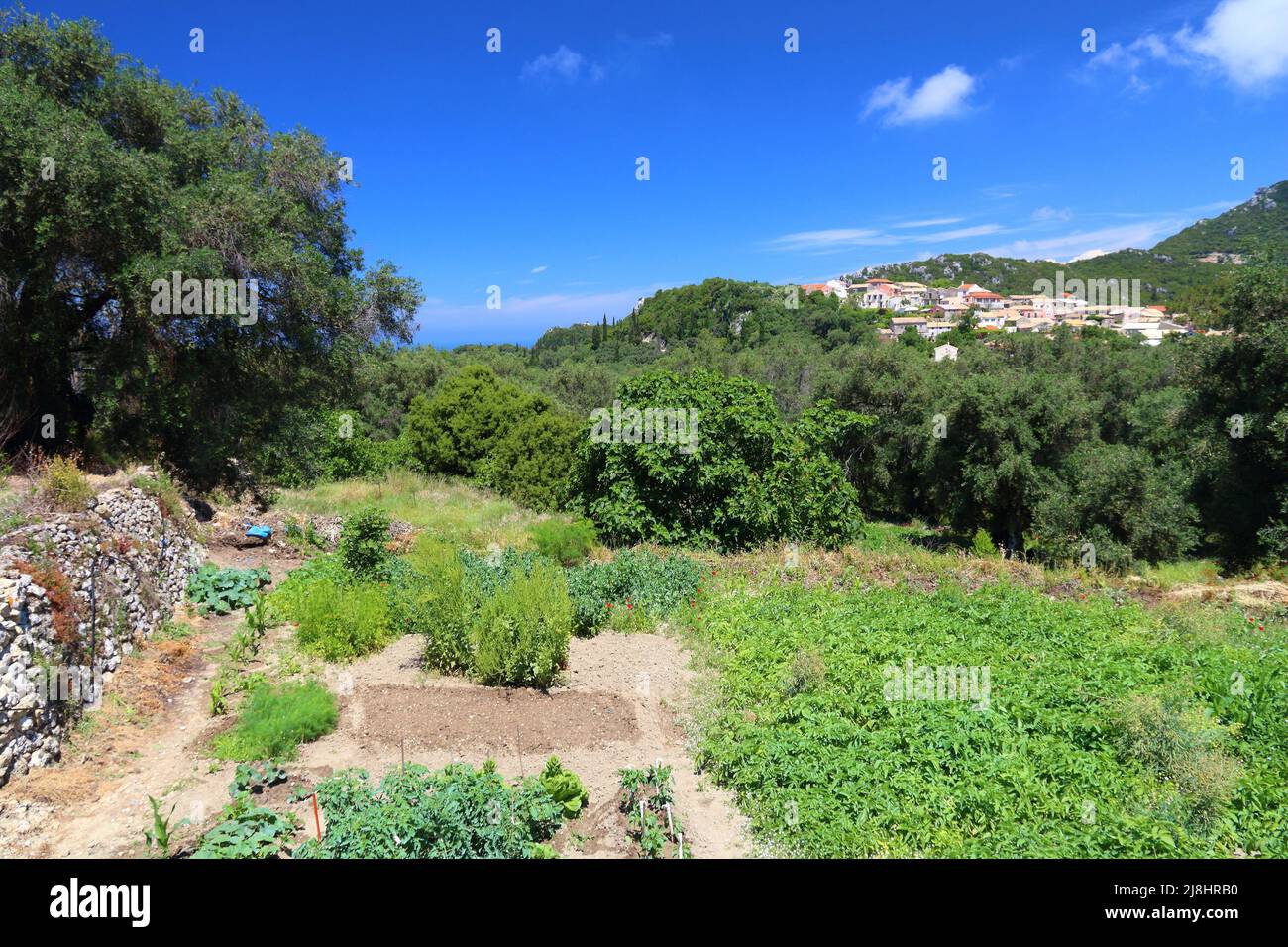 Agriculture in Greece - Makrades village on Corfu island. Small private ...