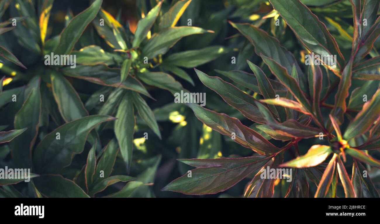 Summer plants. Natural background with lush foliage of plants Stock ...
