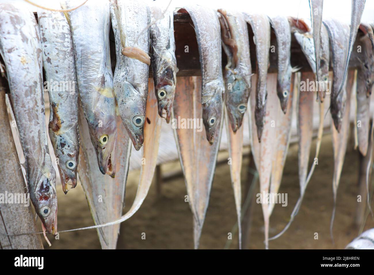 tasty dried and salted fish stock with hanging on farm for harvest and ...