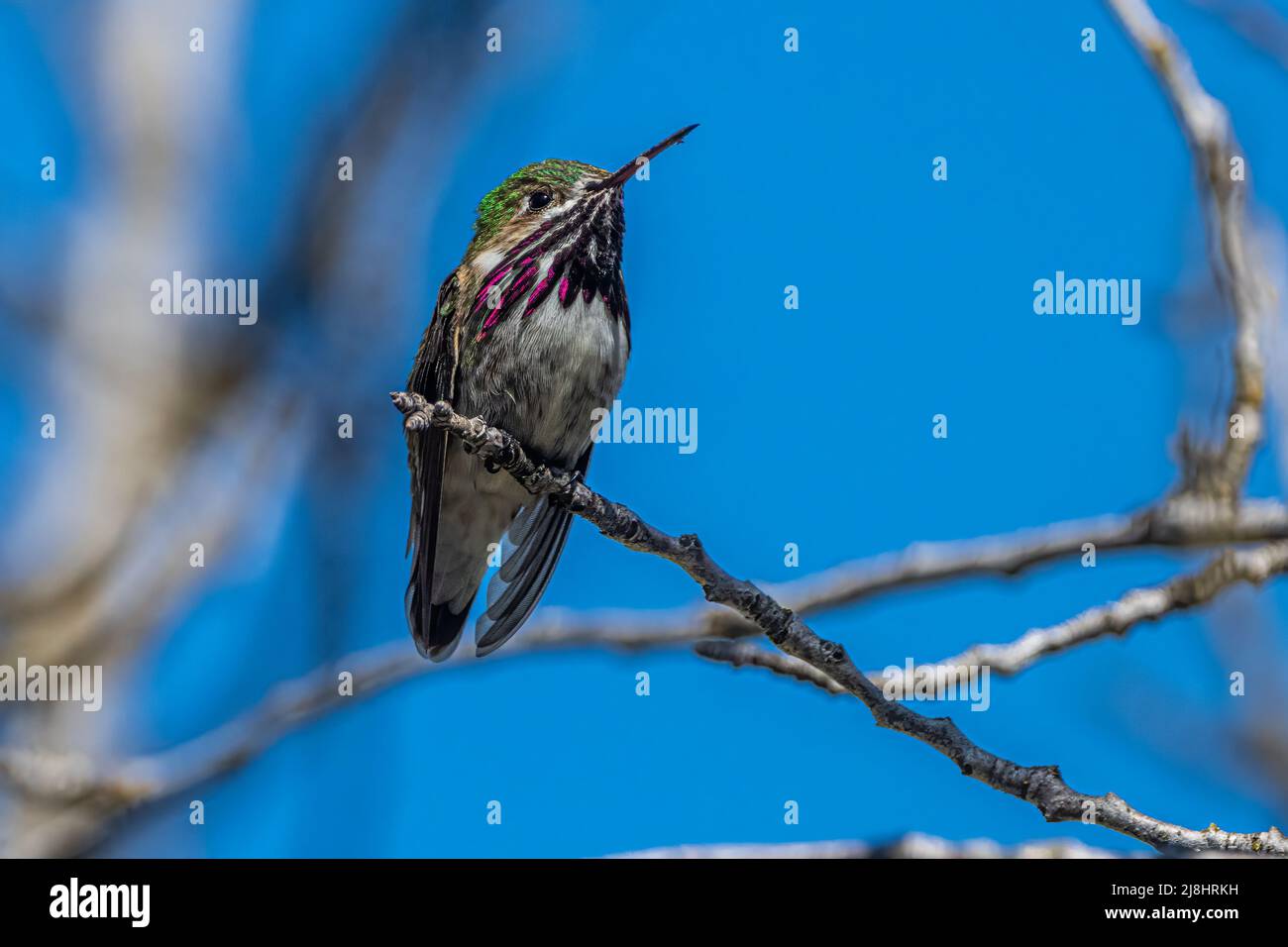 Male calliope hummingbird on branch hi-res stock photography and images ...