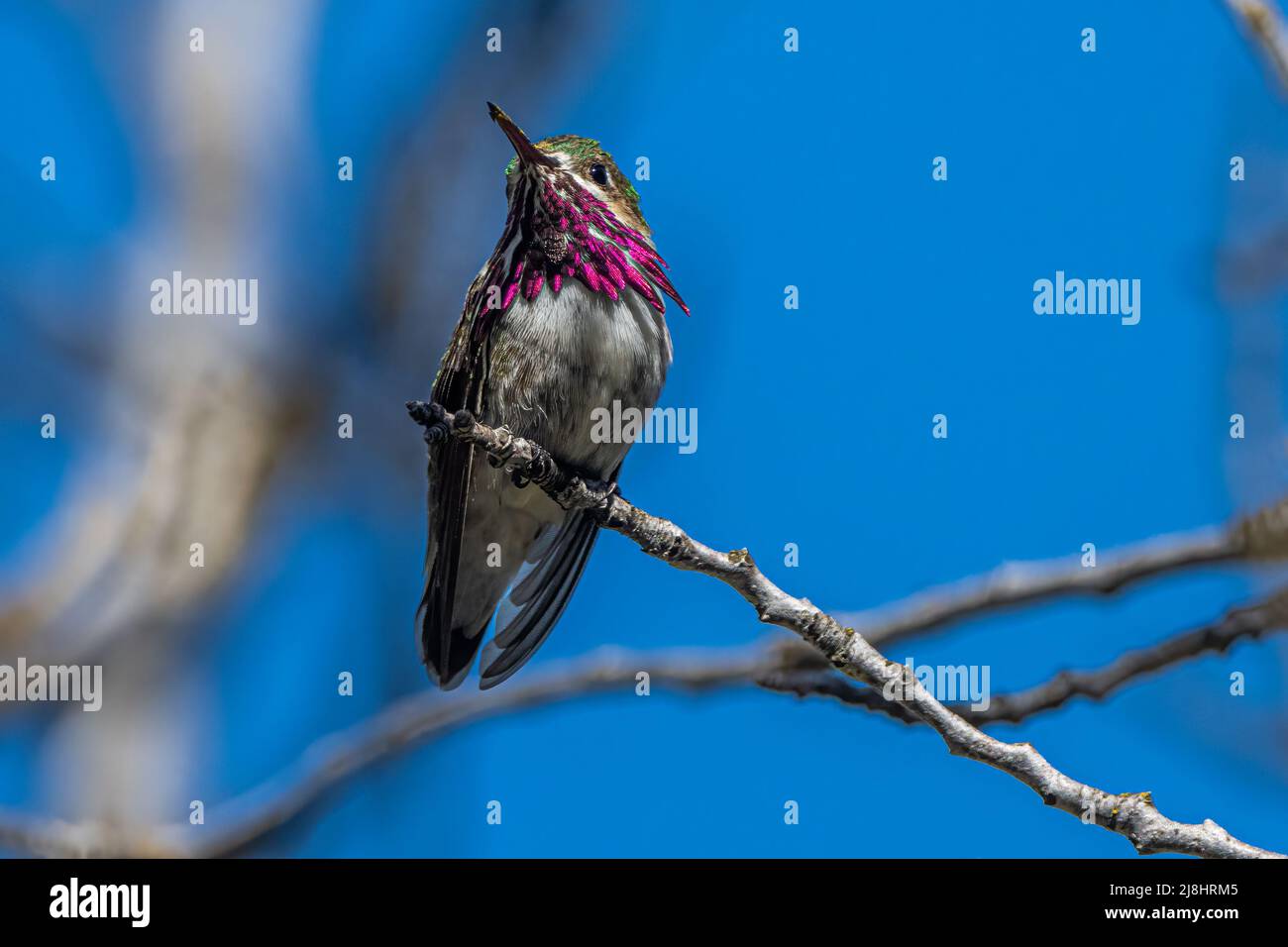 Male calliope hummingbird on branch hi-res stock photography and images ...