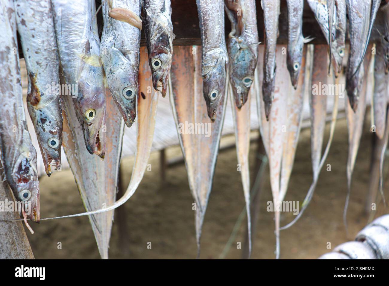 tasty dried and salted fish stock with hanging on farm for harvest and ...