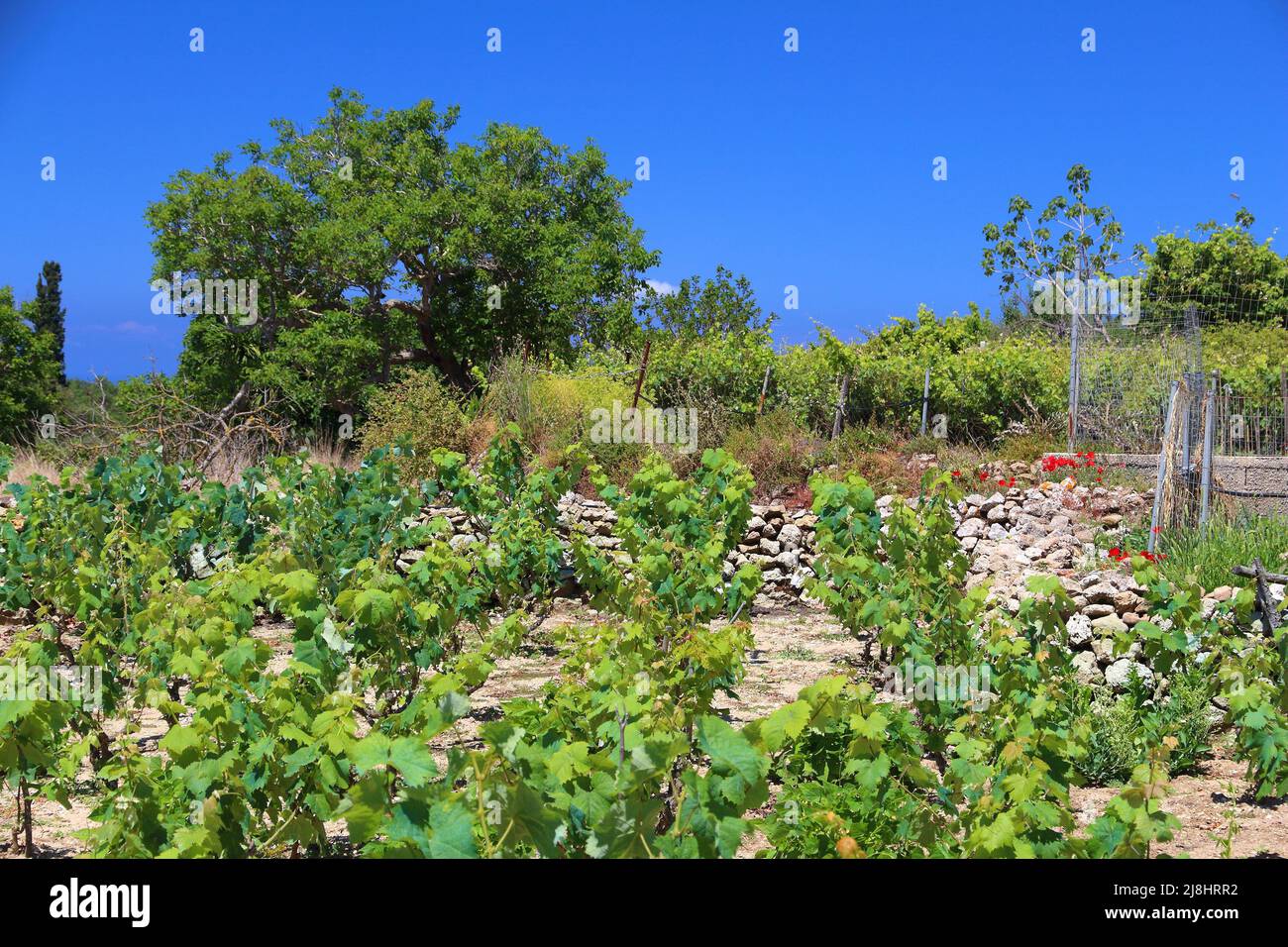 Corfu greece vineyard hi-res stock photography and images - Alamy