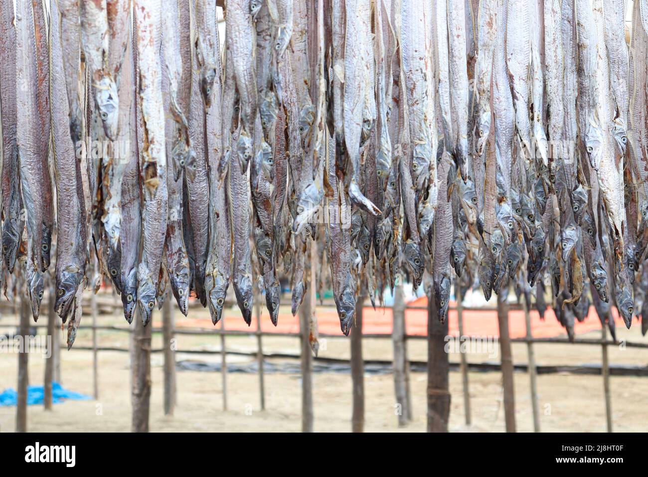 tasty dried and salted fish stock with hanging on farm for harvest and ...