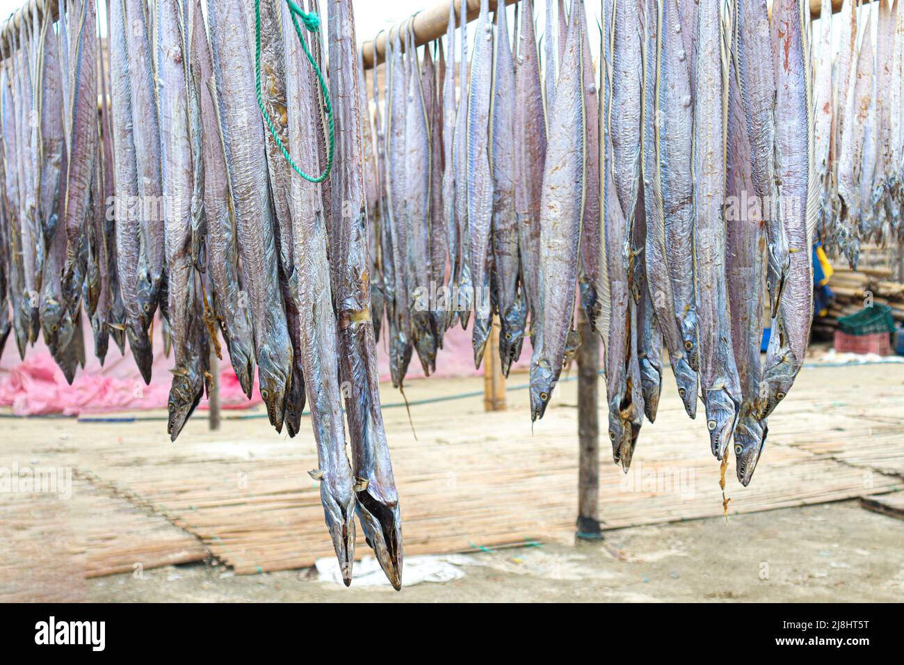 tasty dried and salted fish stock with hanging on farm for harvest and ...