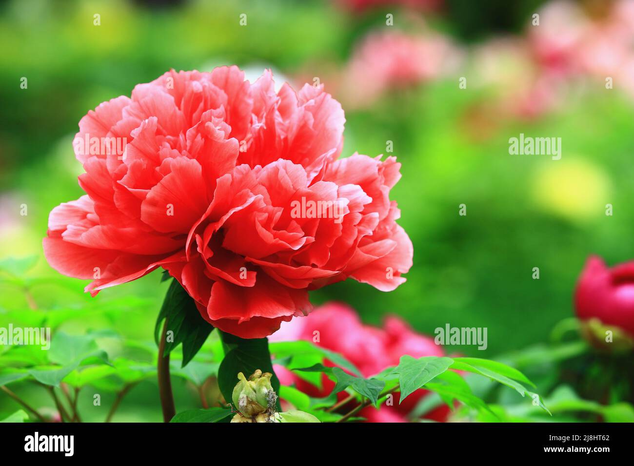 beautiful view of blooming red Peony flowers,close-up of red Peony ...