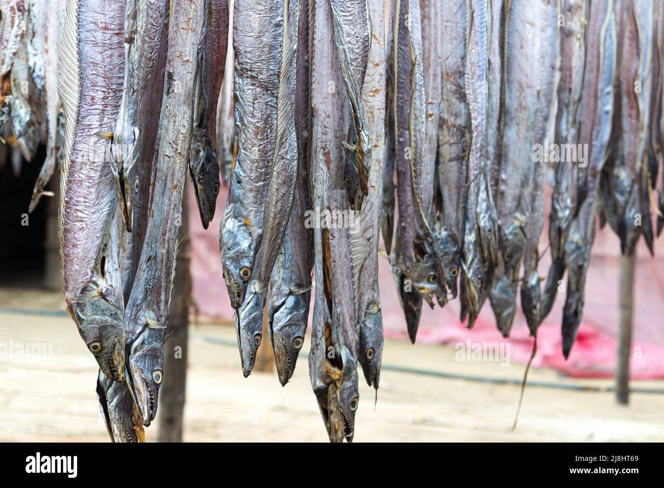 tasty dried and salted fish stock with hanging on farm for harvest and ...