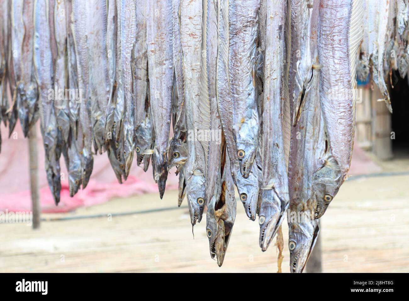 tasty dried and salted fish stock with hanging on farm for harvest and ...