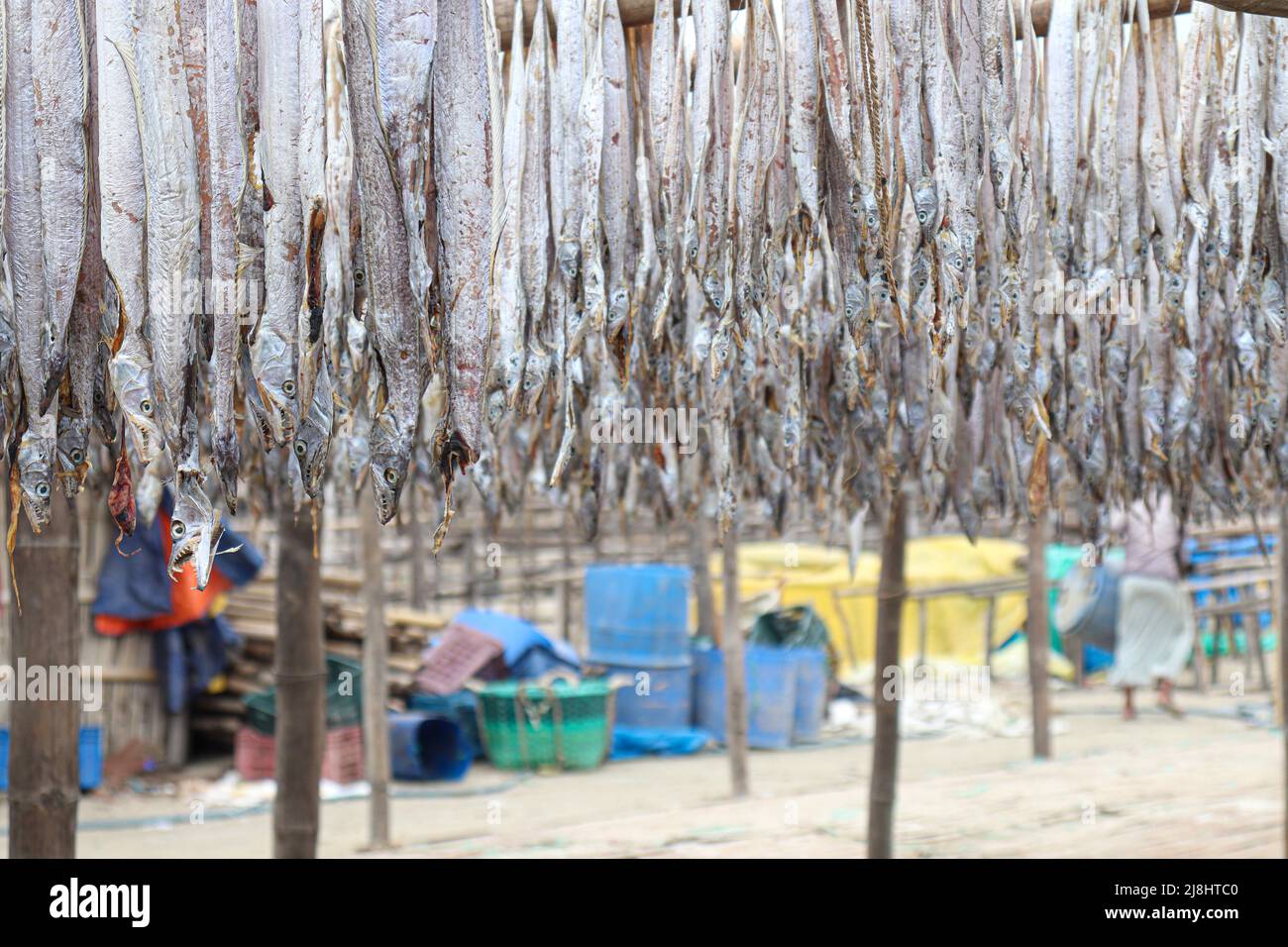 tasty dried and salted fish stock with hanging on farm for harvest and ...