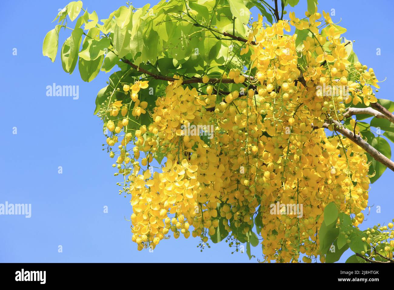 Indian senna plant hi-res stock photography and images - Alamy